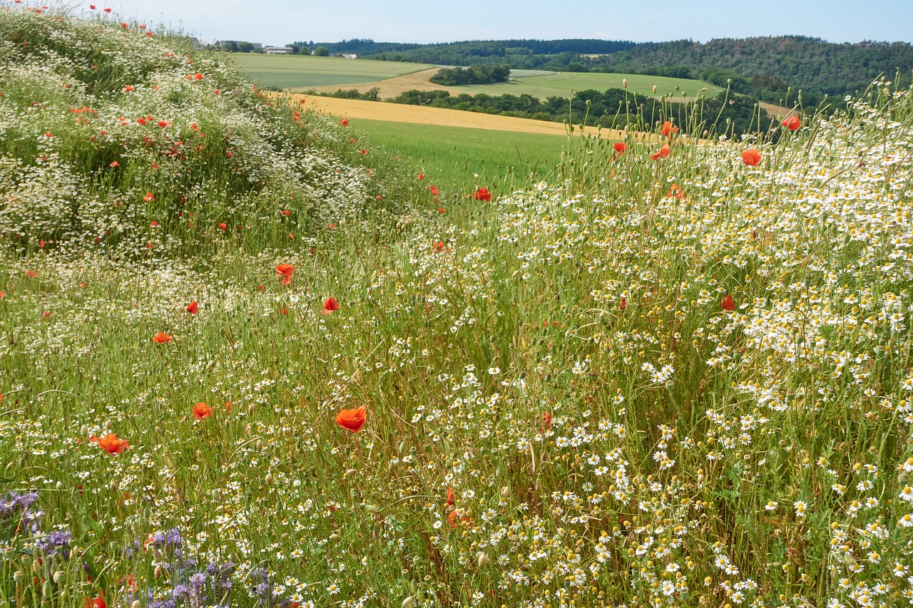 Sommer Sommerblumen - Kostenloses Foto auf Pixabay - Pixabay