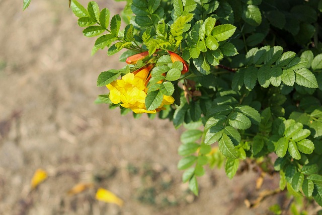Yellow Flowers Nature - Free photo on Pixabay - Pixabay