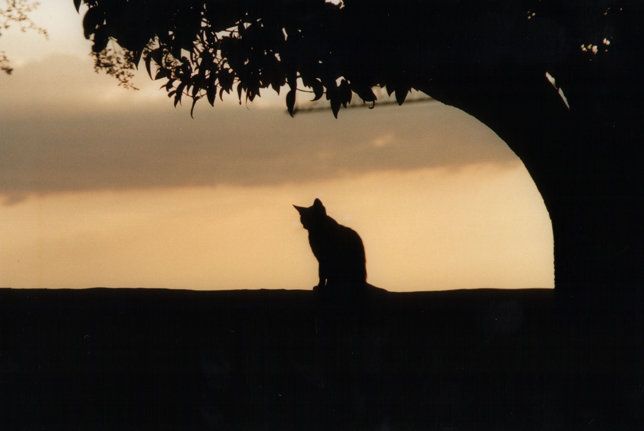 Silueta De Gato - Free photo on Pixabay - Pixabay