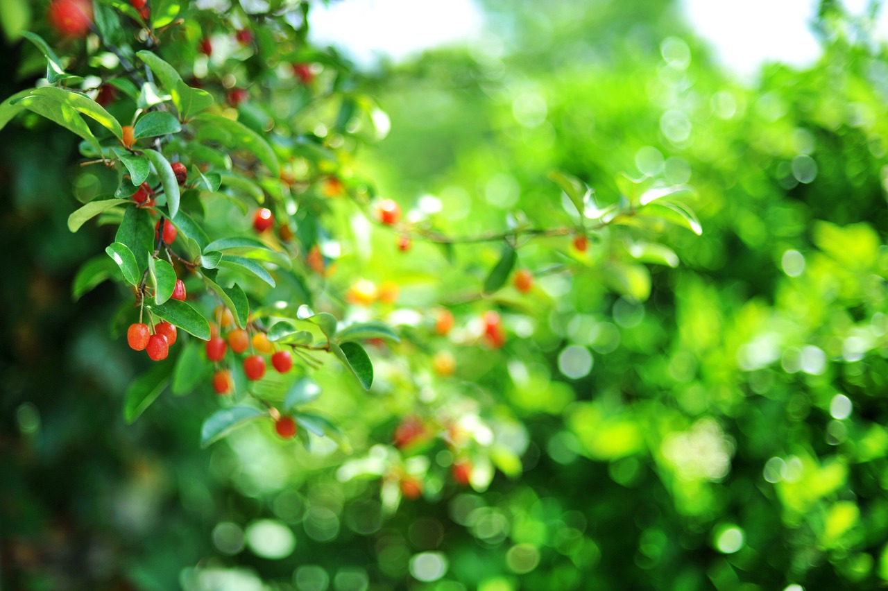 30+ ilmaista Lehmukset & Luonne kuvaa - Pixabay