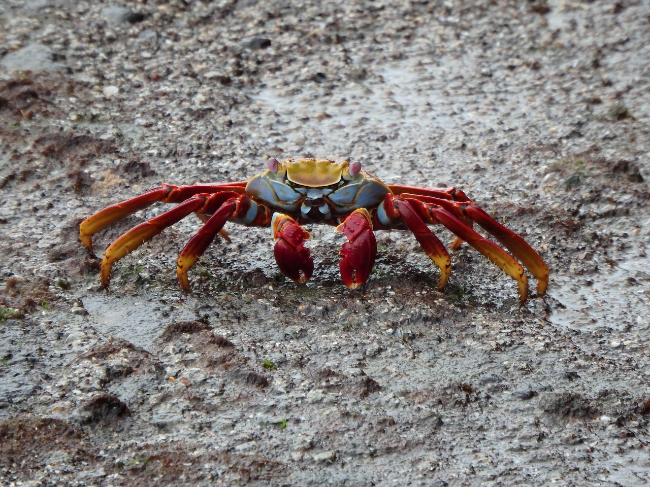 Sally Lightfoot Crabe Grapsus - Photo gratuite sur Pixabay - Pixabay