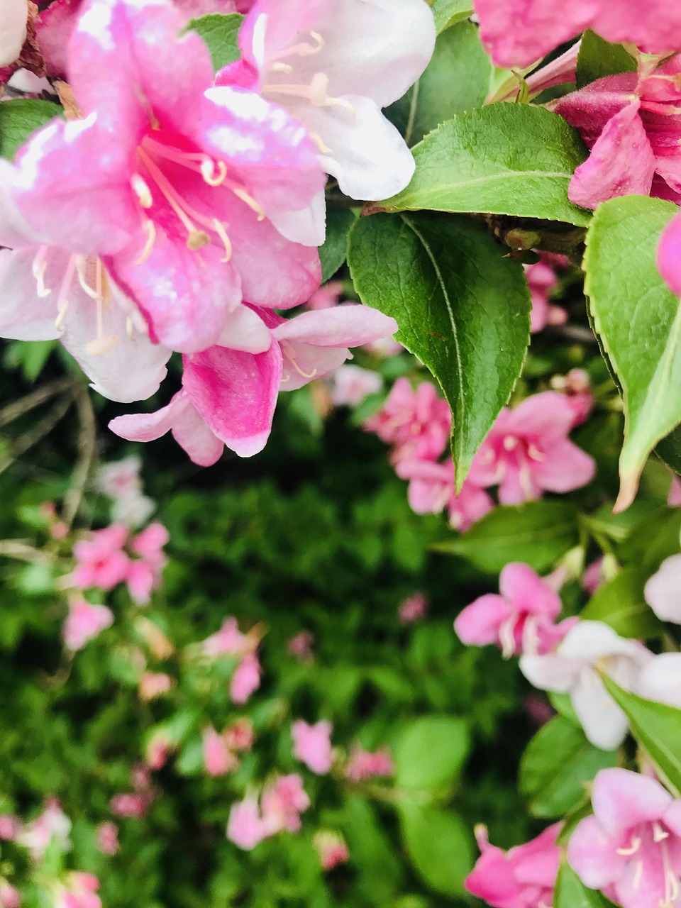 Bush Flowers Country - Free photo on Pixabay