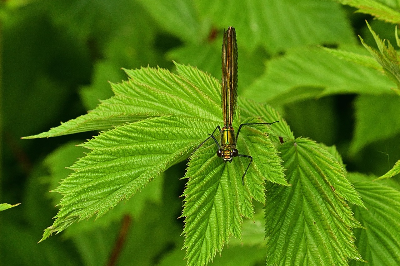 Libellule Vert La Nature - Photo gratuite sur Pixabay - Pixabay