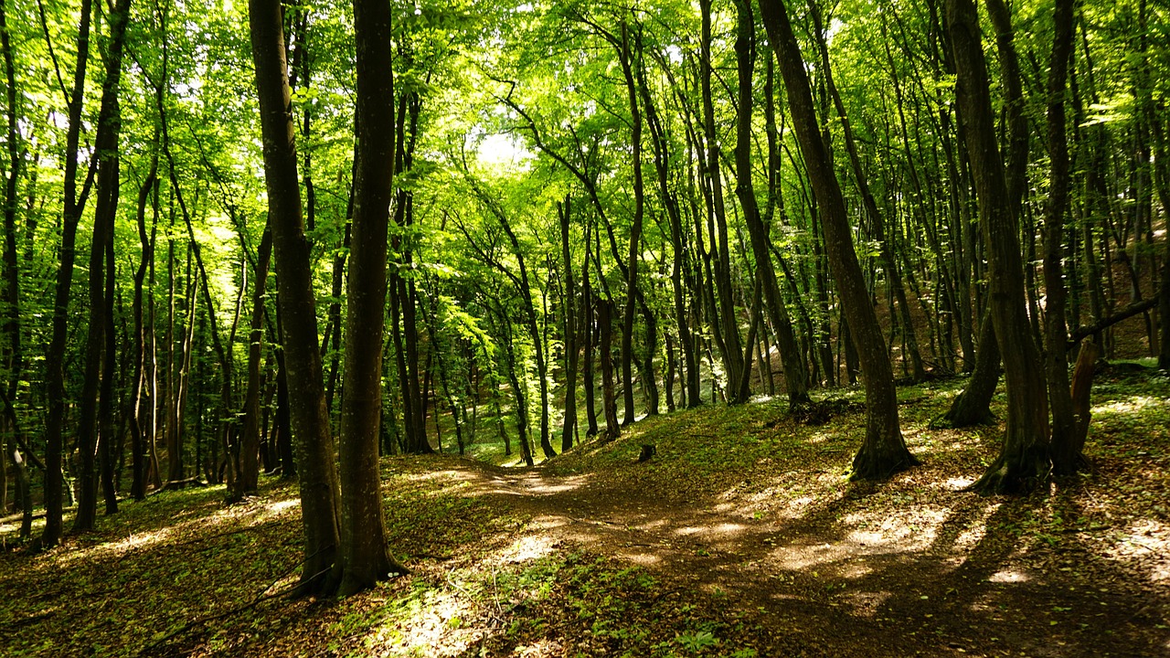 Natureza Arvores Floresta - Foto gratuita no Pixabay - Pixabay