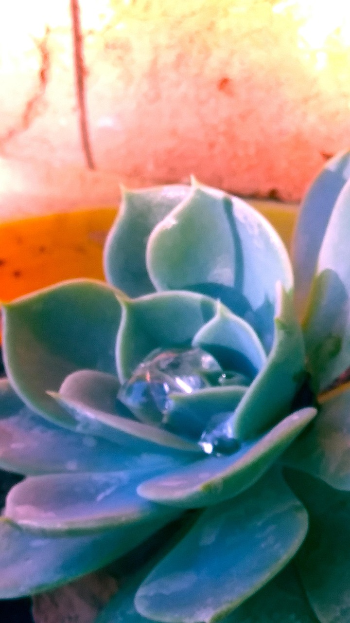 Fat Or Succulent Plants Drop Of - Free photo on Pixabay - Pixabay