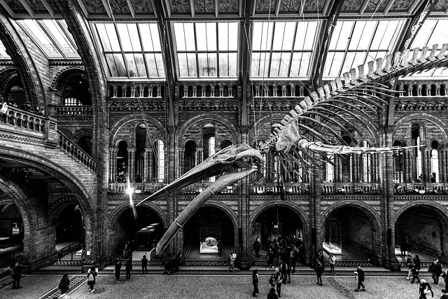 Natural History Museum England - Free photo on Pixabay - Pixabay