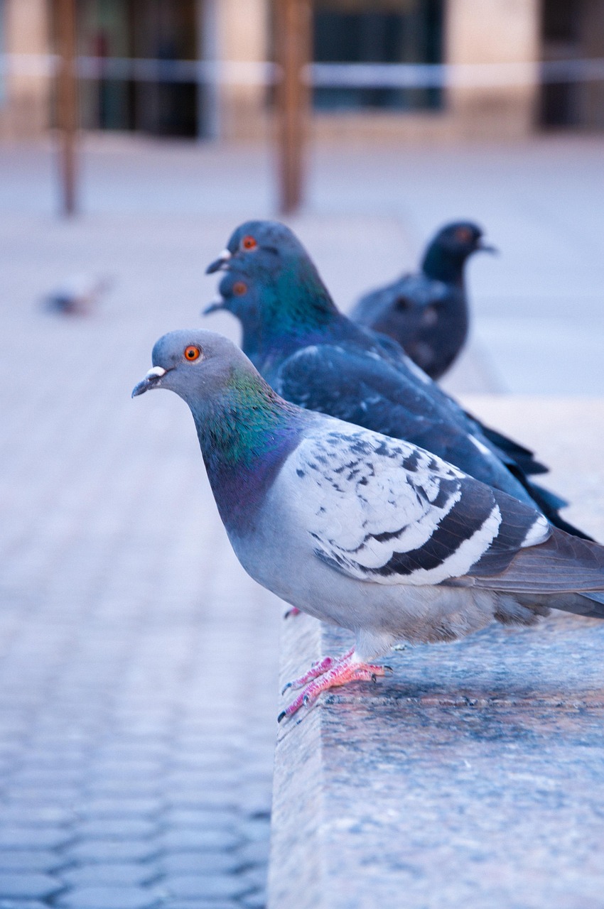 Pigeon City Bird - Free photo on Pixabay - Pixabay