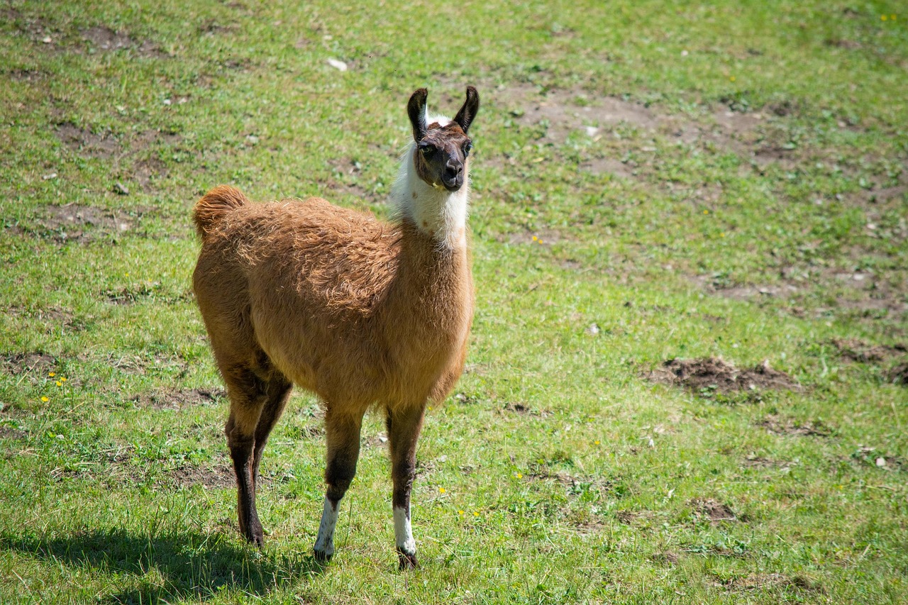 1 000 Free Czarna Lama Lama Images Pixabay 1 000 Free Czarna Lama Lama Images Pixabay