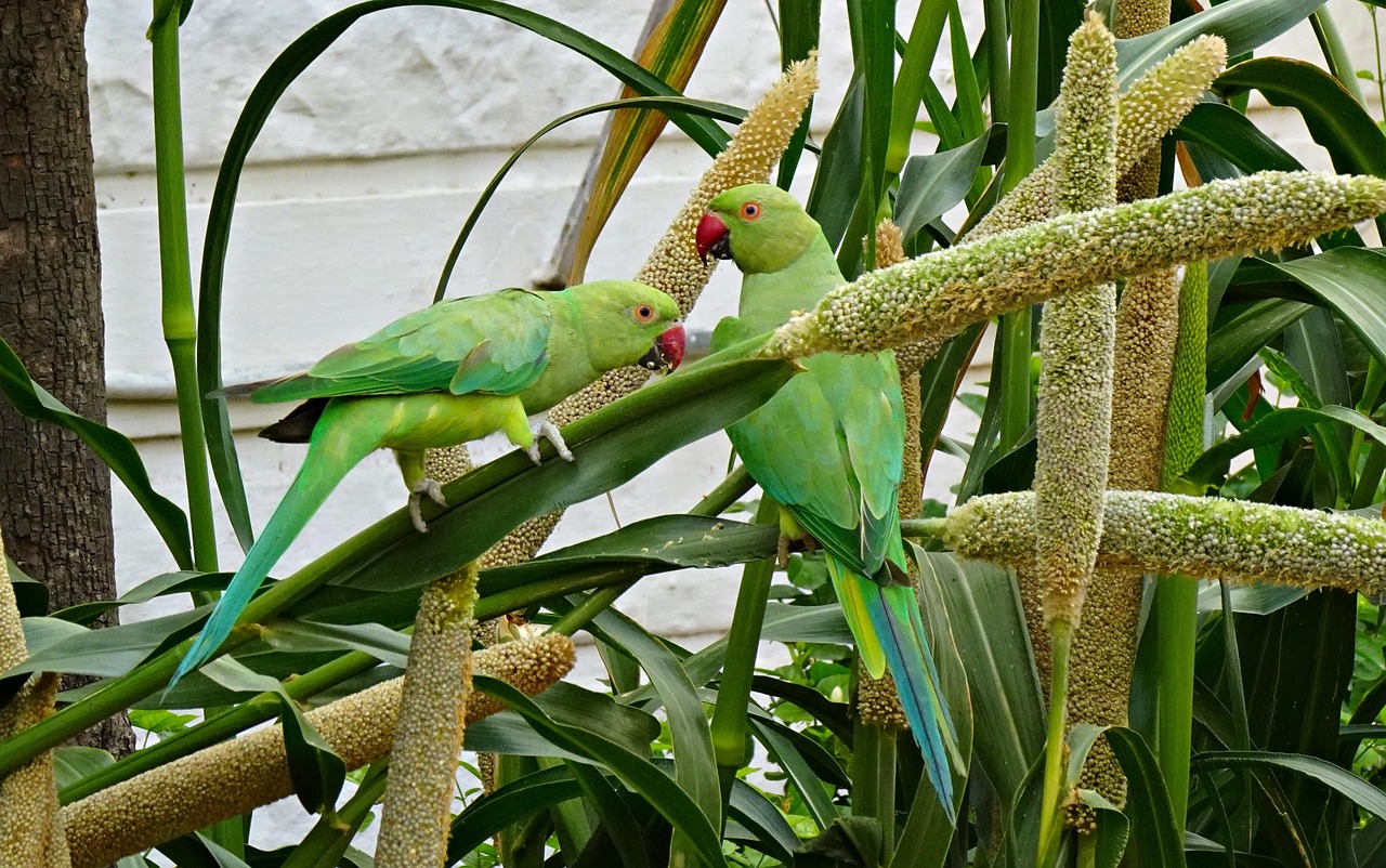 Pájaro Perico Verde - Foto gratis en Pixabay - Pixabay