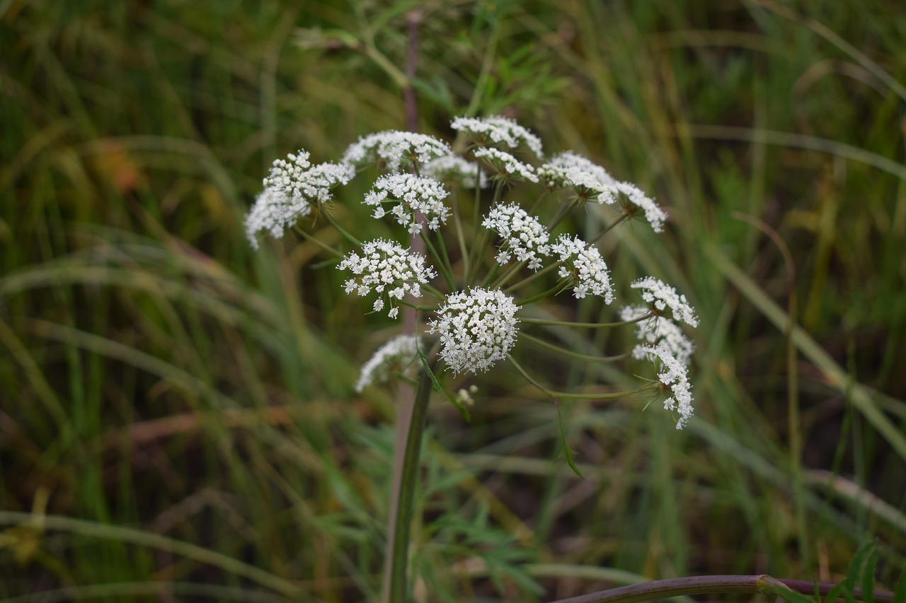 White Wild Flower - Free photo on Pixabay