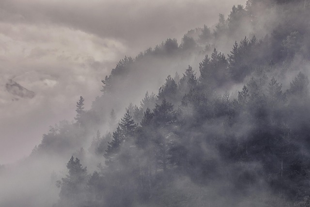 Fog Forest Trees - Free photo on Pixabay