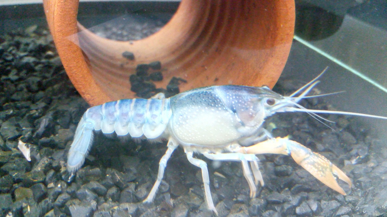 Animal Agua Azul - Foto gratuita no Pixabay - Pixabay