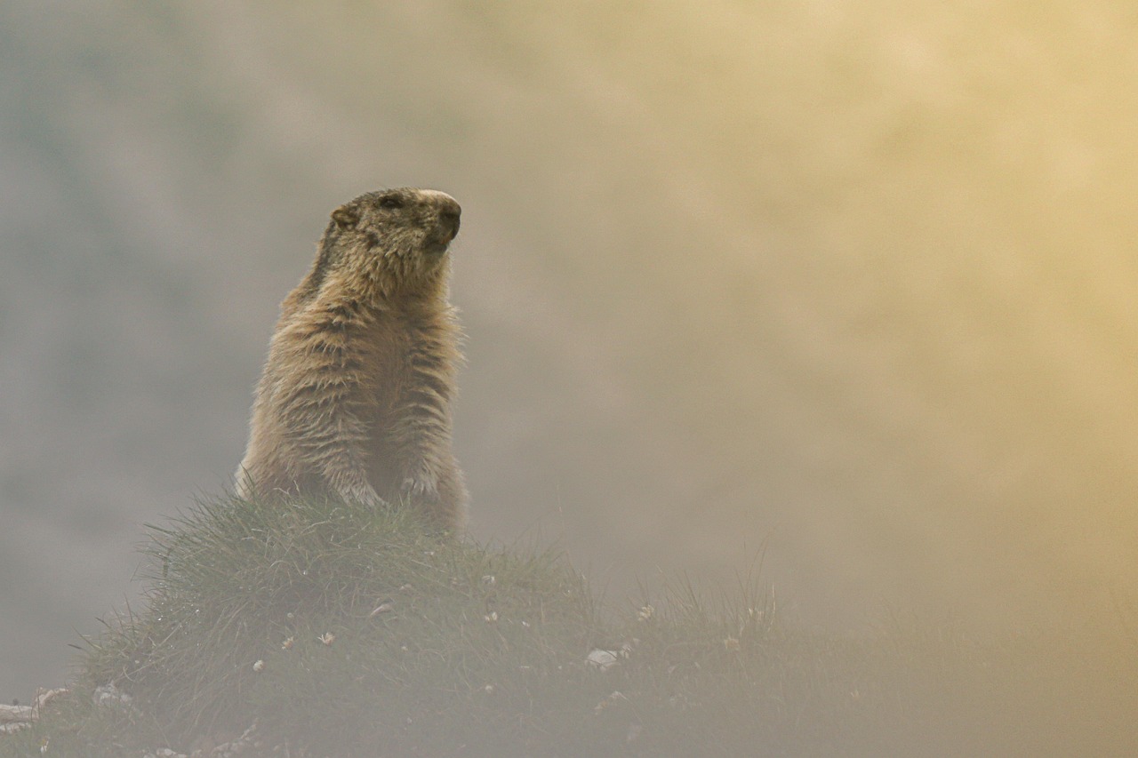 Marmot Animal Nature - Free photo on Pixabay