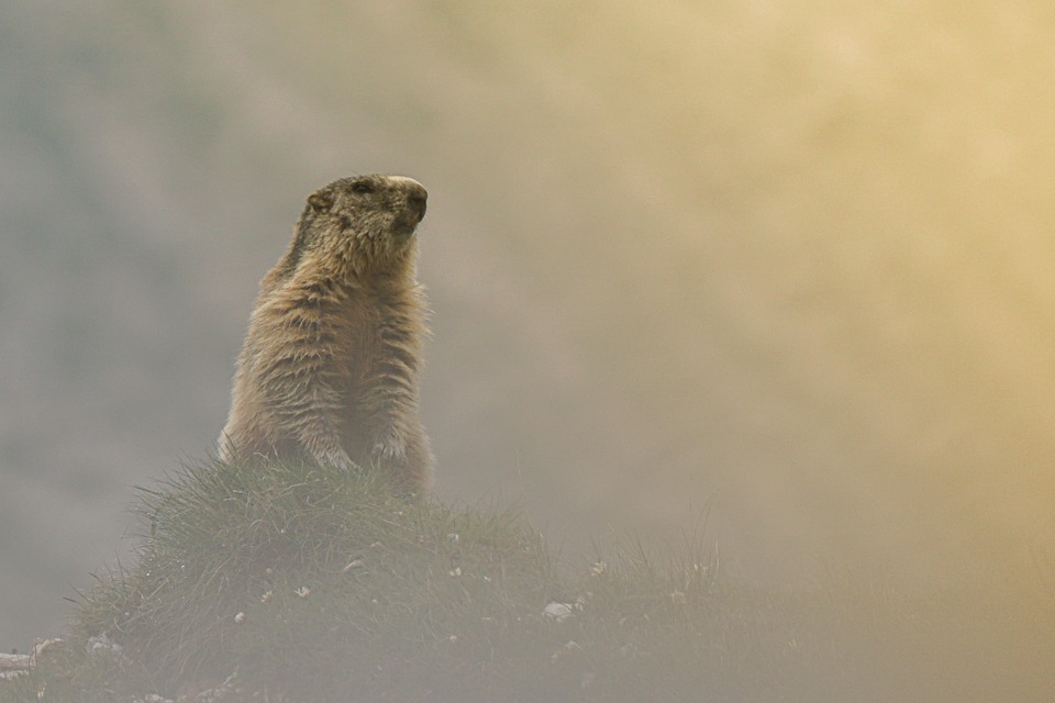 Marmot Animal Nature - Free photo on Pixabay
