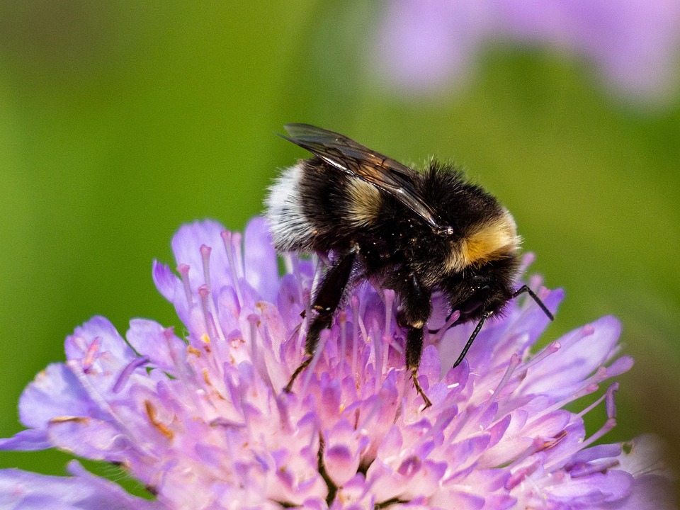 Bumble-Bee Insect Close Up - Free photo on Pixabay - Pixabay