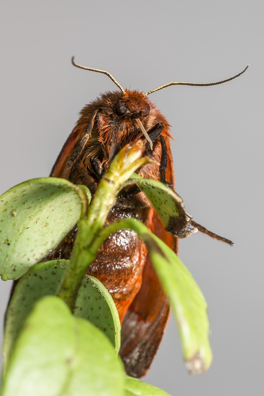 Phragmatobia Fuliginosa Insect - Free photo on Pixabay - Pixabay