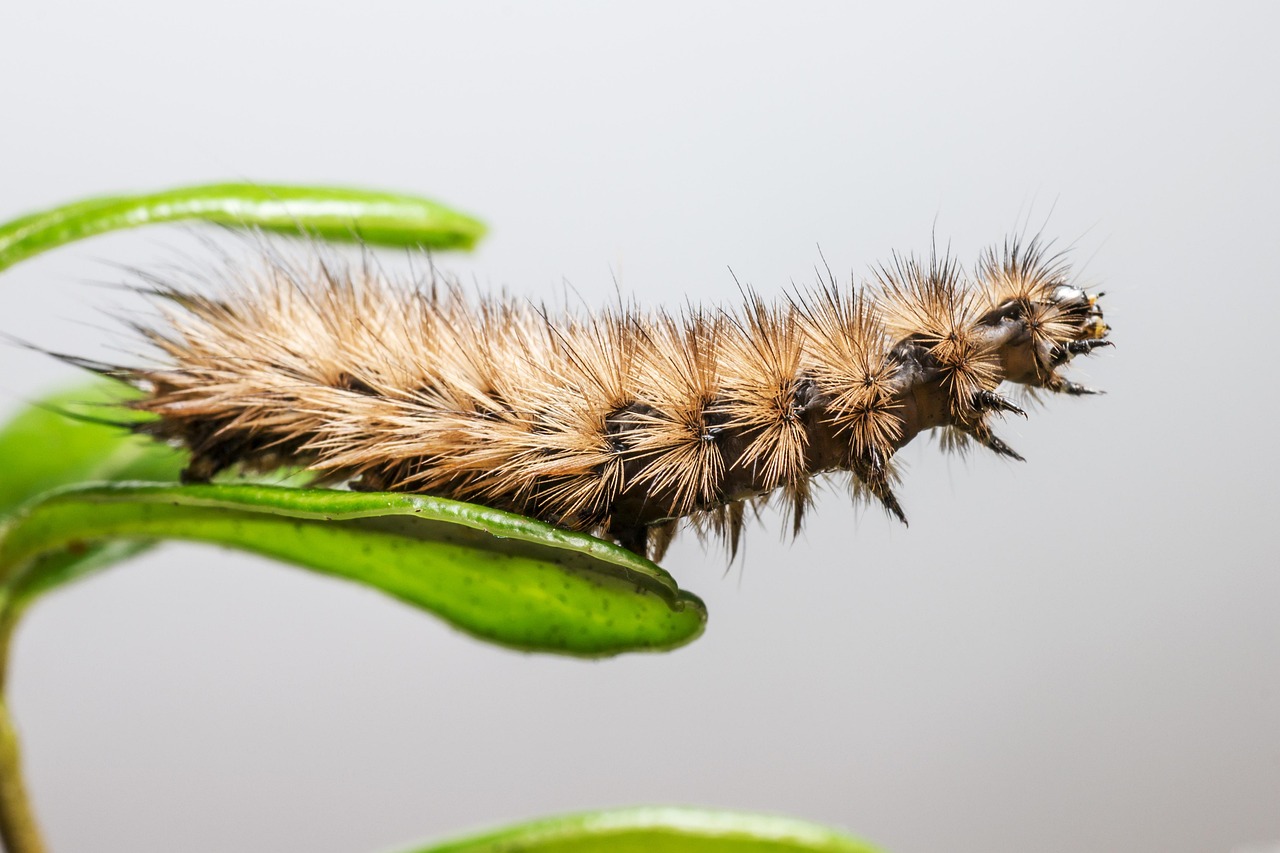 Phragmatobia Fuliginosa Insect - Free photo on Pixabay - Pixabay