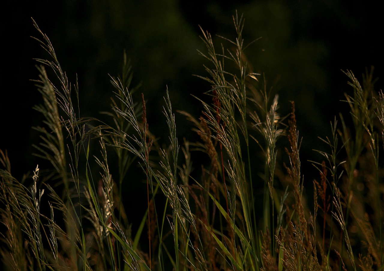 Gras Wiese Hintergrund - Kostenloses Foto auf Pixabay - Pixabay