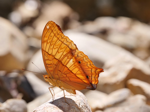 Papillon Nature Insecte - Photo gratuite sur Pixabay - Pixabay