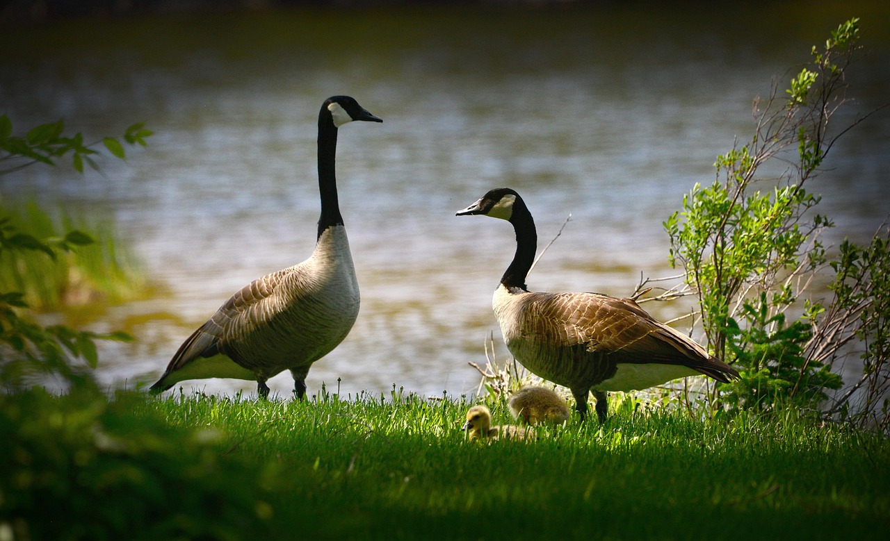 1,000+ Free Biodiversity & Nature Photos - Pixabay
