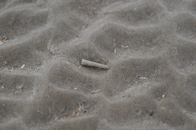 North Sea Beach Shell - Free photo on Pixabay - Pixabay