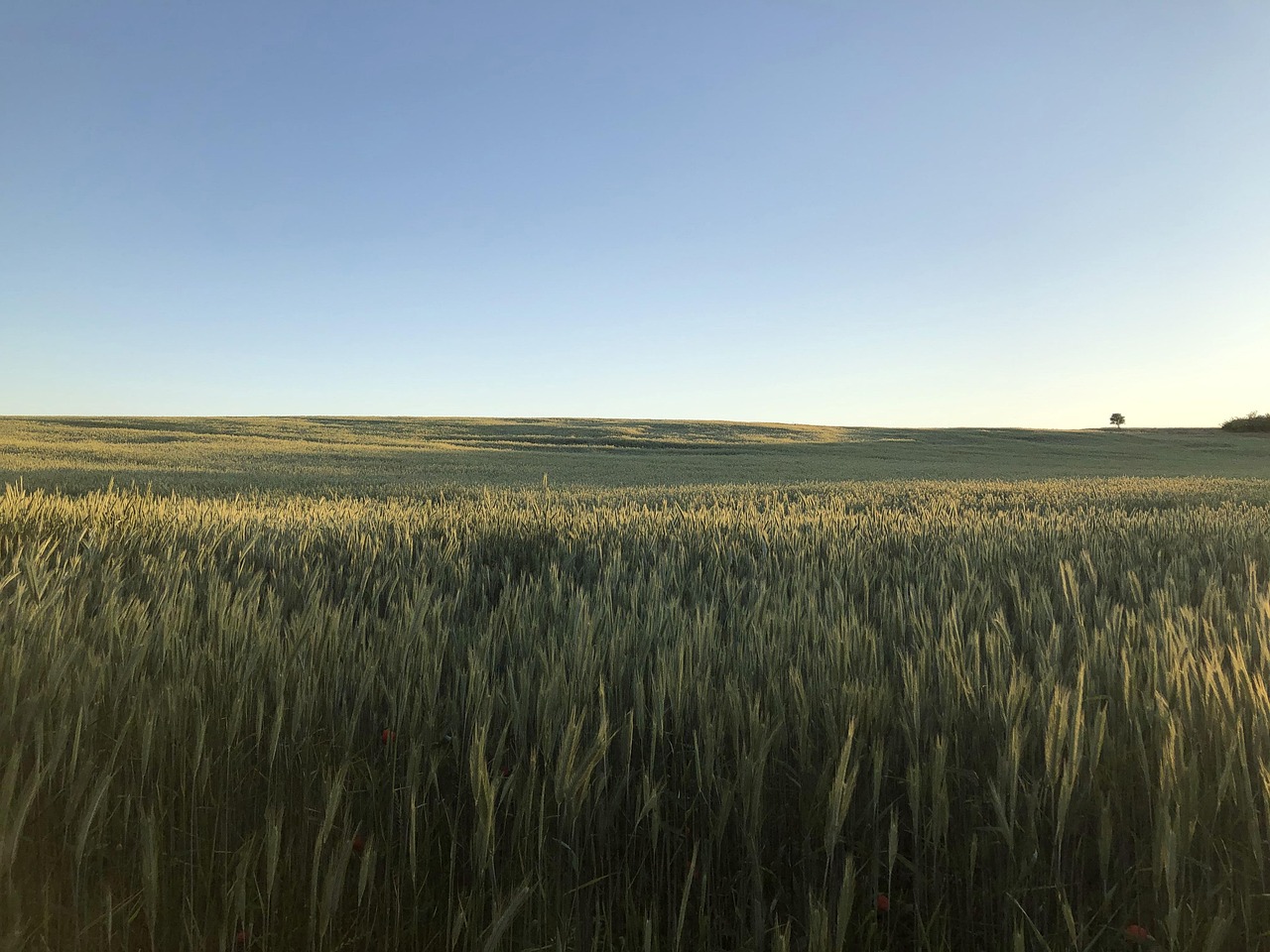 Atardecer Campo Paisaje - Foto gratis en Pixabay - Pixabay