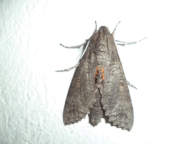 Mariposa Butterfly Lepidopteran - Free photo on Pixabay - Pixabay