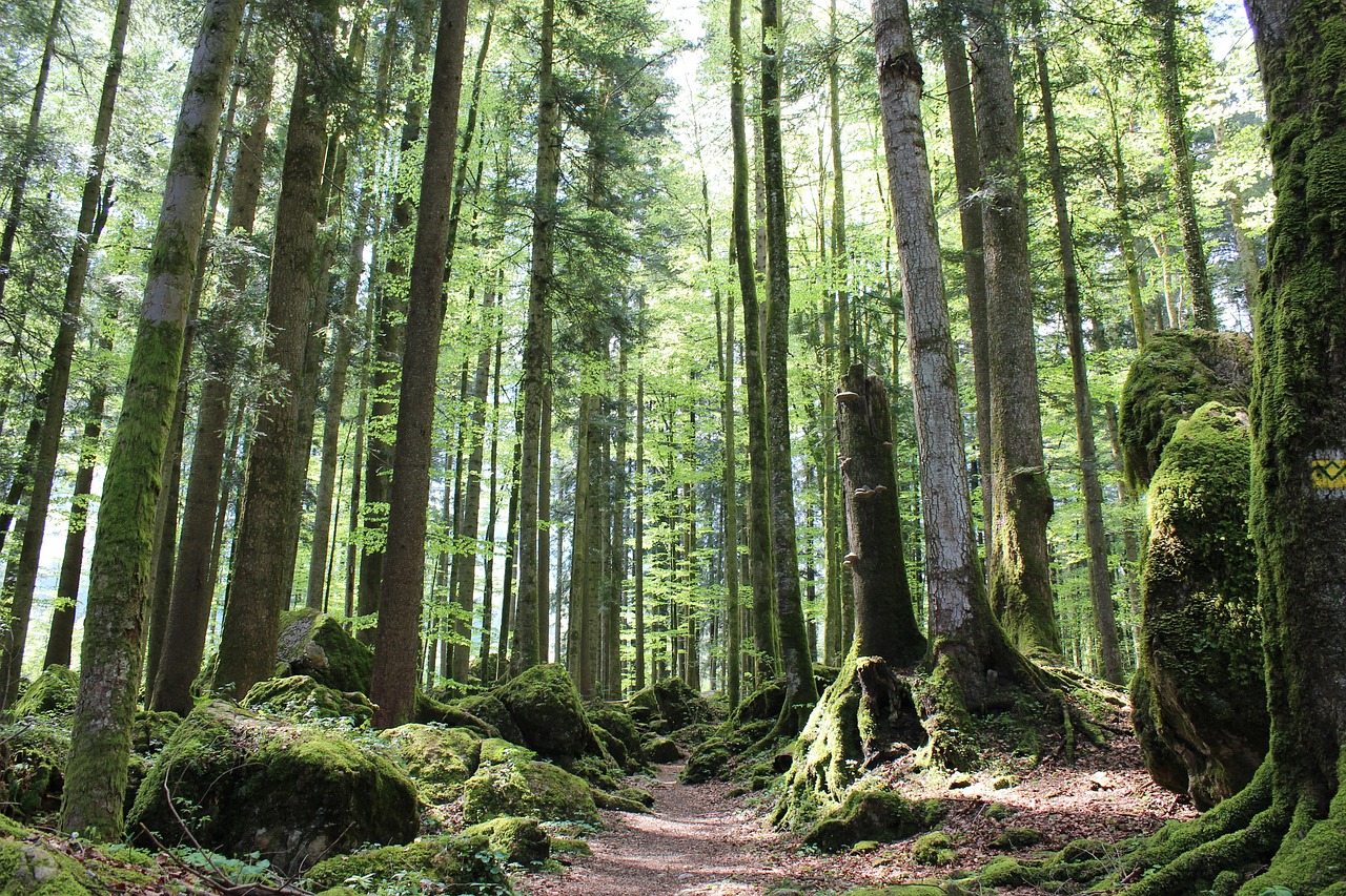 forest-green-nature-free-photo-on-pixabay-pixabay