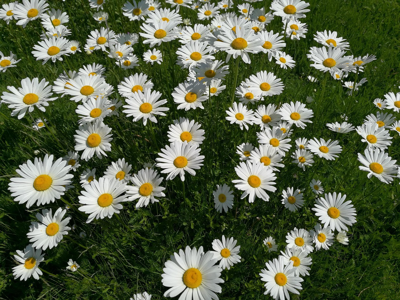 Daisy Flower Meadow Blossoms - Free photo on Pixabay - Pixabay