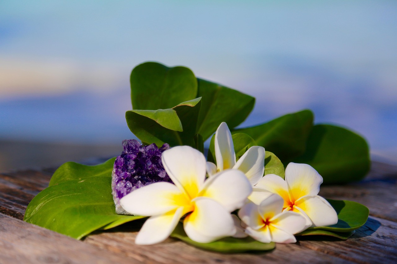 900+ Free Plumeria & Nature Photos - Pixabay