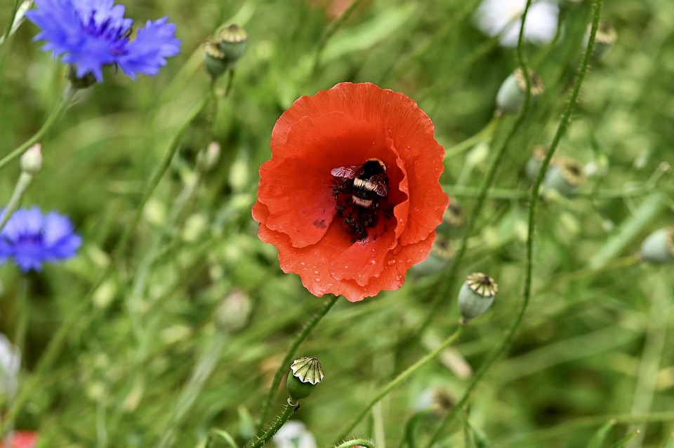 Opium Poppy Jagung Merah Bunga - Foto gratis di Pixabay - Pixabay