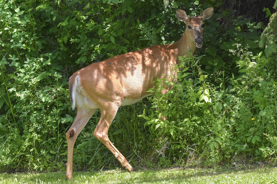 Animaux Faune Nature - Photo gratuite sur Pixabay