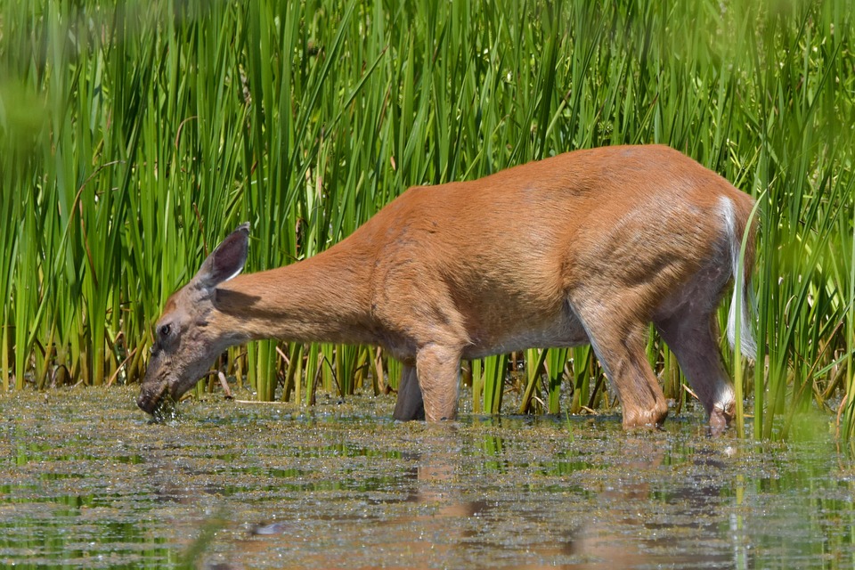 Animaux Faune Nature - Photo gratuite sur Pixabay