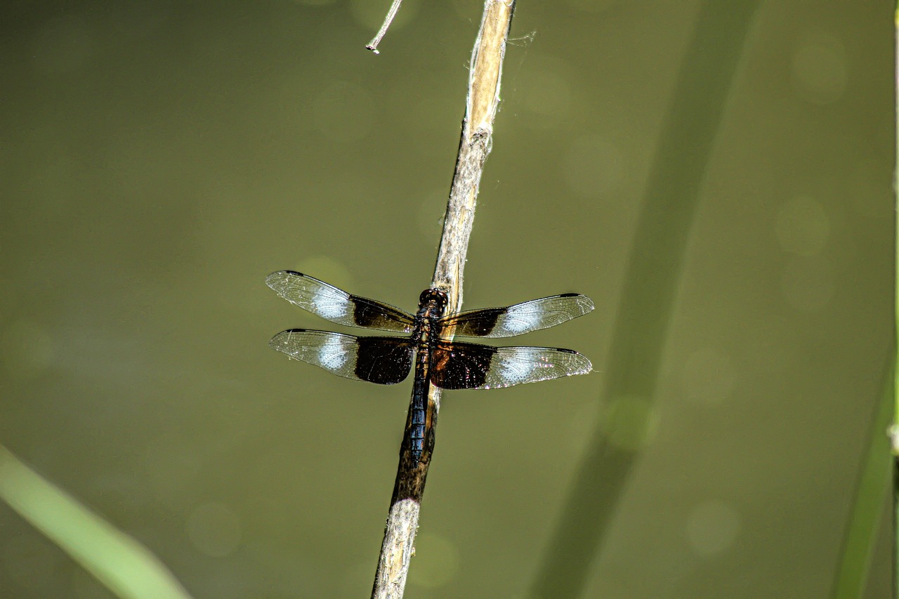 Libellule Insecte Nature - Photo gratuite sur Pixabay - Pixabay