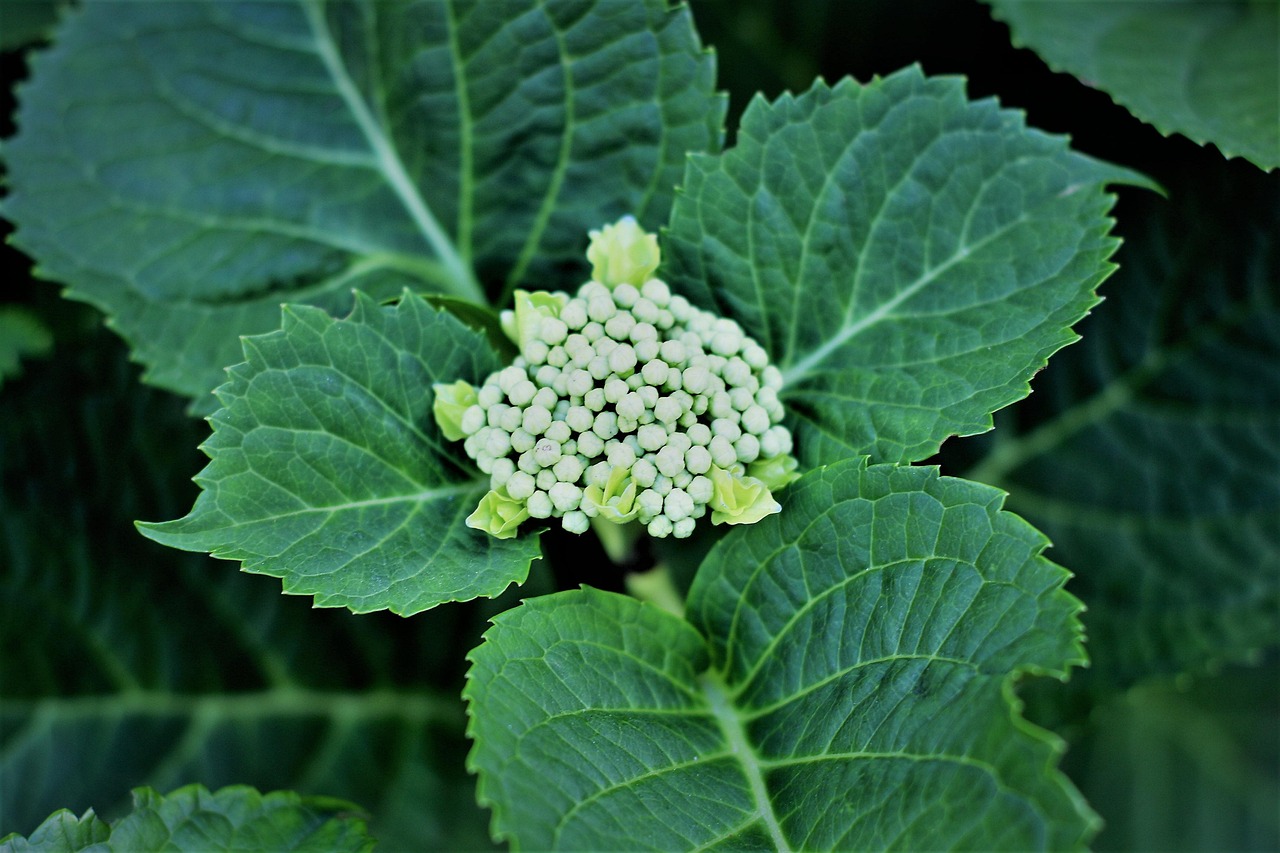 Daun Hijau Bunga Ma - Foto gratis di Pixabay - Pixabay