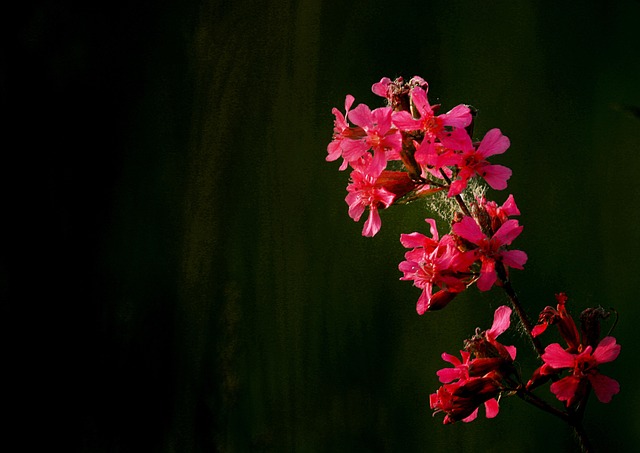 Bloem Veld Zomer - Gratis foto op Pixabay