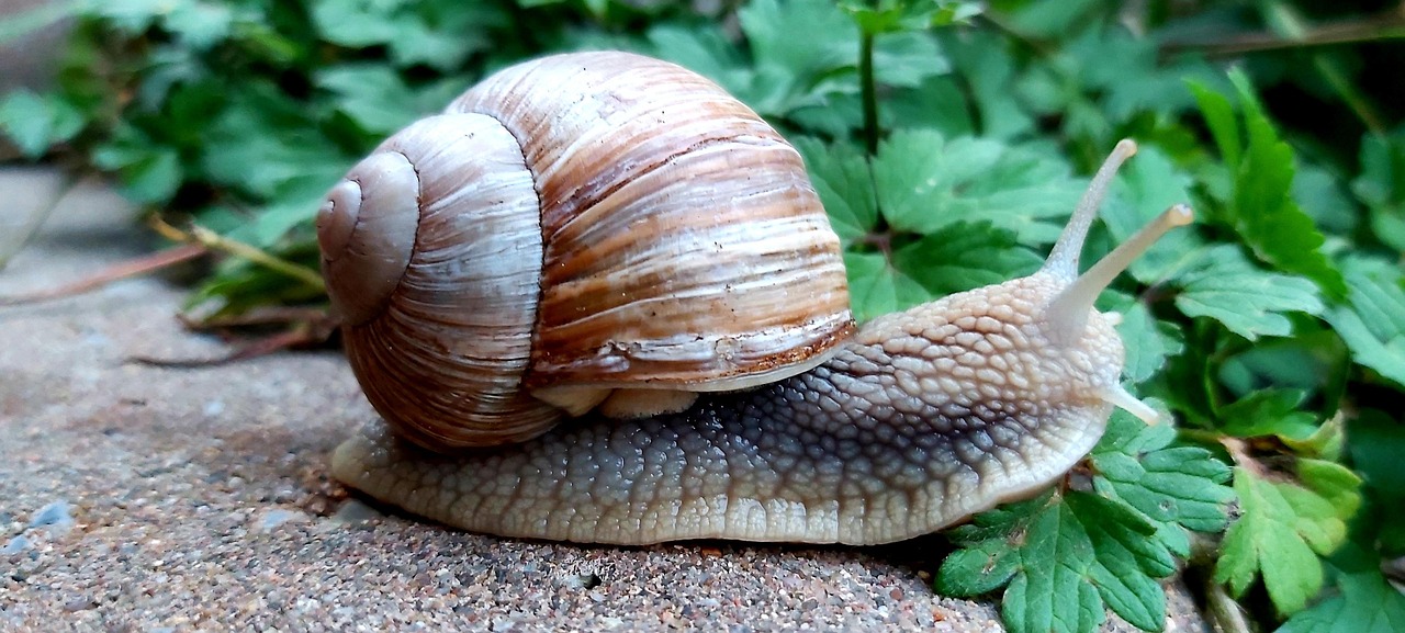 Schnecke Natur Tier - Kostenloses Foto auf Pixabay - Pixabay