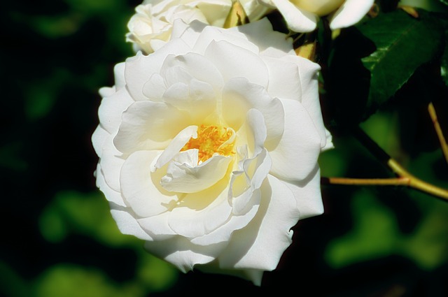 Roz Floare Botanic - Fotografie gratuită pe Pixabay