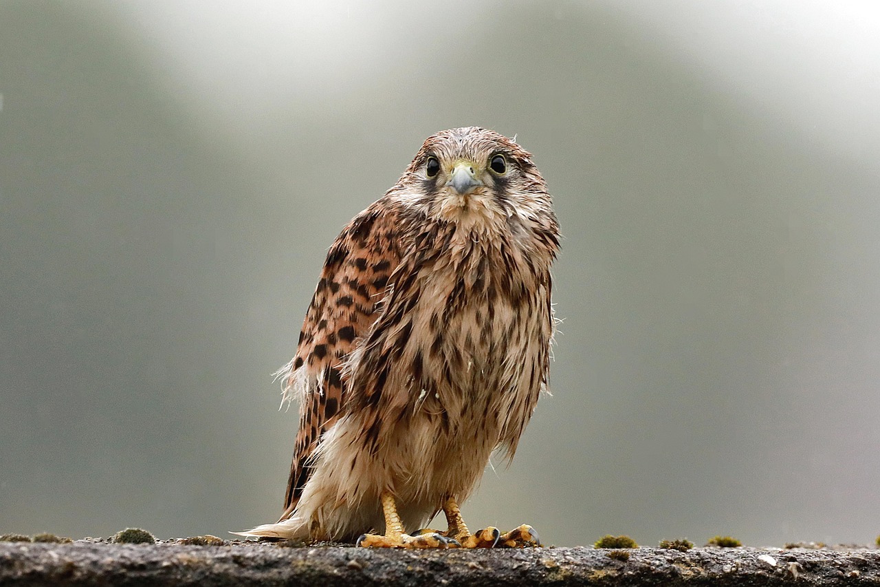 Young Hawk Falcon Birds Of Prey - Free photo on Pixabay - Pixabay