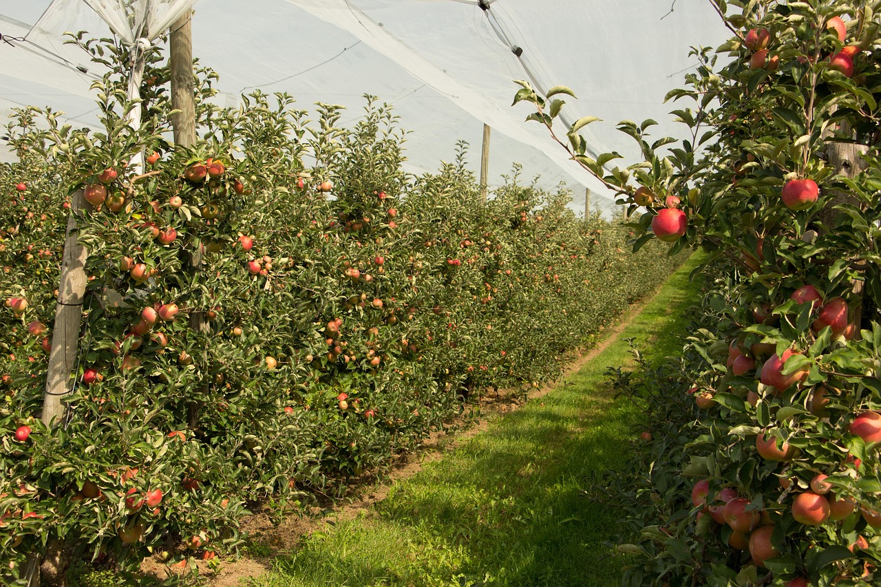Manzanas Manzana Fruta - Foto gratis en Pixabay - Pixabay