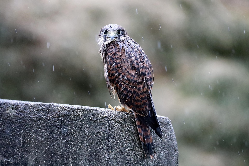 Falcon Young Hawk Rain - Free photo on Pixabay