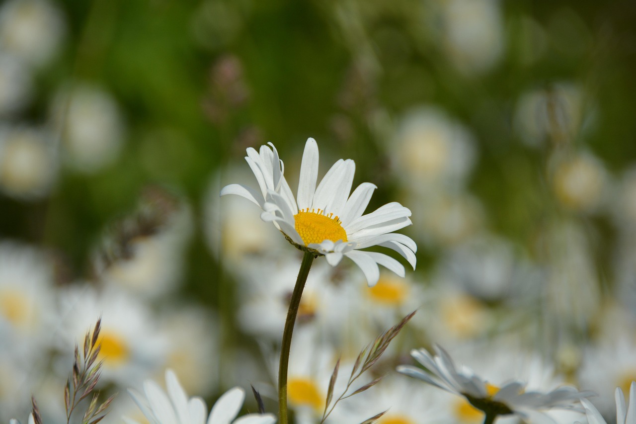 Bunga Matahari Padang Rumput Musim - Foto gratis di Pixabay - Pixabay