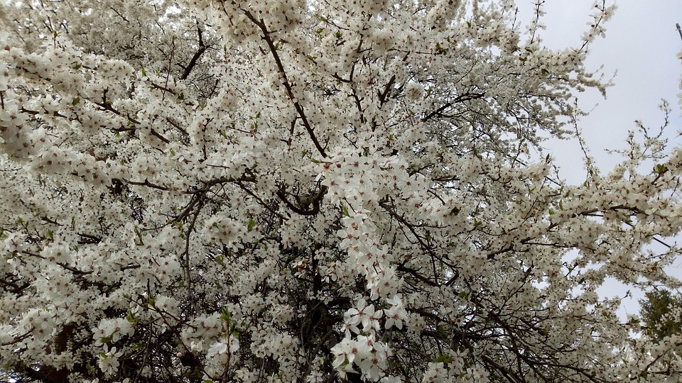 Flowering Tree Background Blue - Free photo on Pixabay - Pixabay