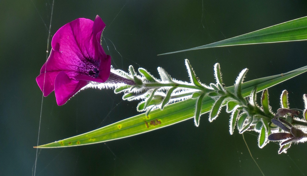 100+ Free Plants Of Colombia & Colombia Images - Pixabay