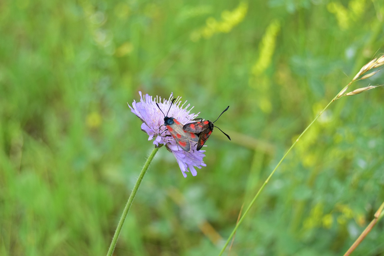 Papillons Insectes Amateurs - Photo gratuite sur Pixabay - Pixabay