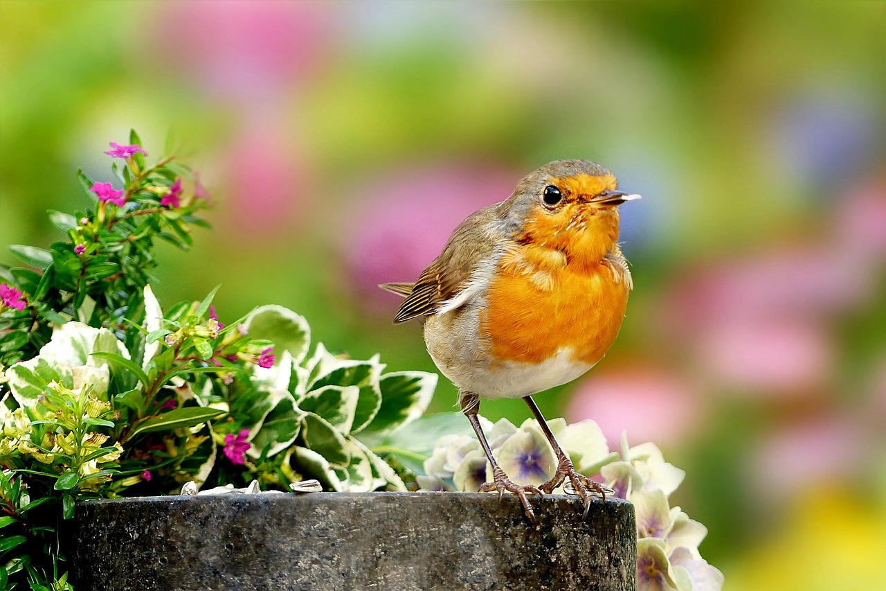 Animal Bird Songbird - Free photo on Pixabay - Pixabay