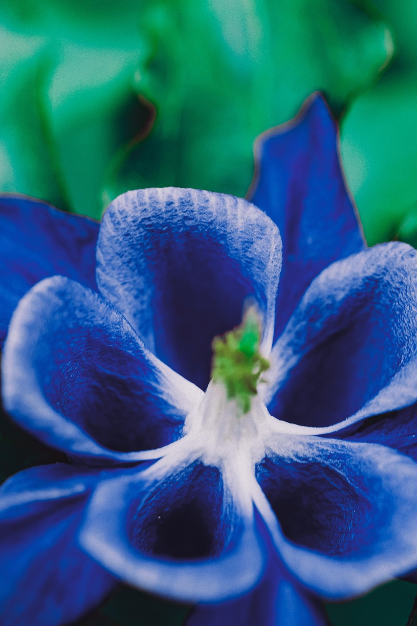 Blomma Natur Blommor - Gratis foto på Pixabay