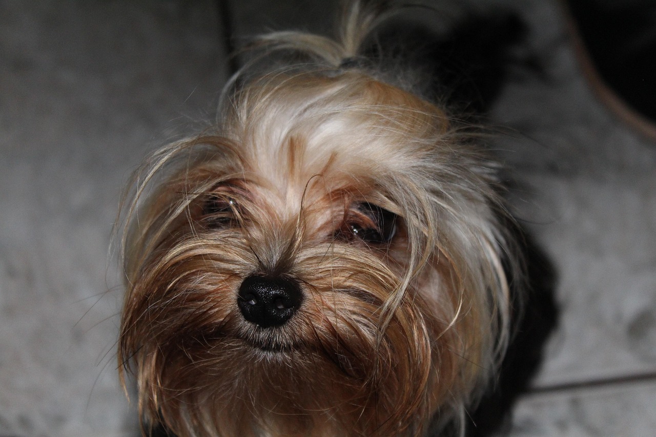 Dog Cachorro Animal - Free photo on Pixabay - Pixabay