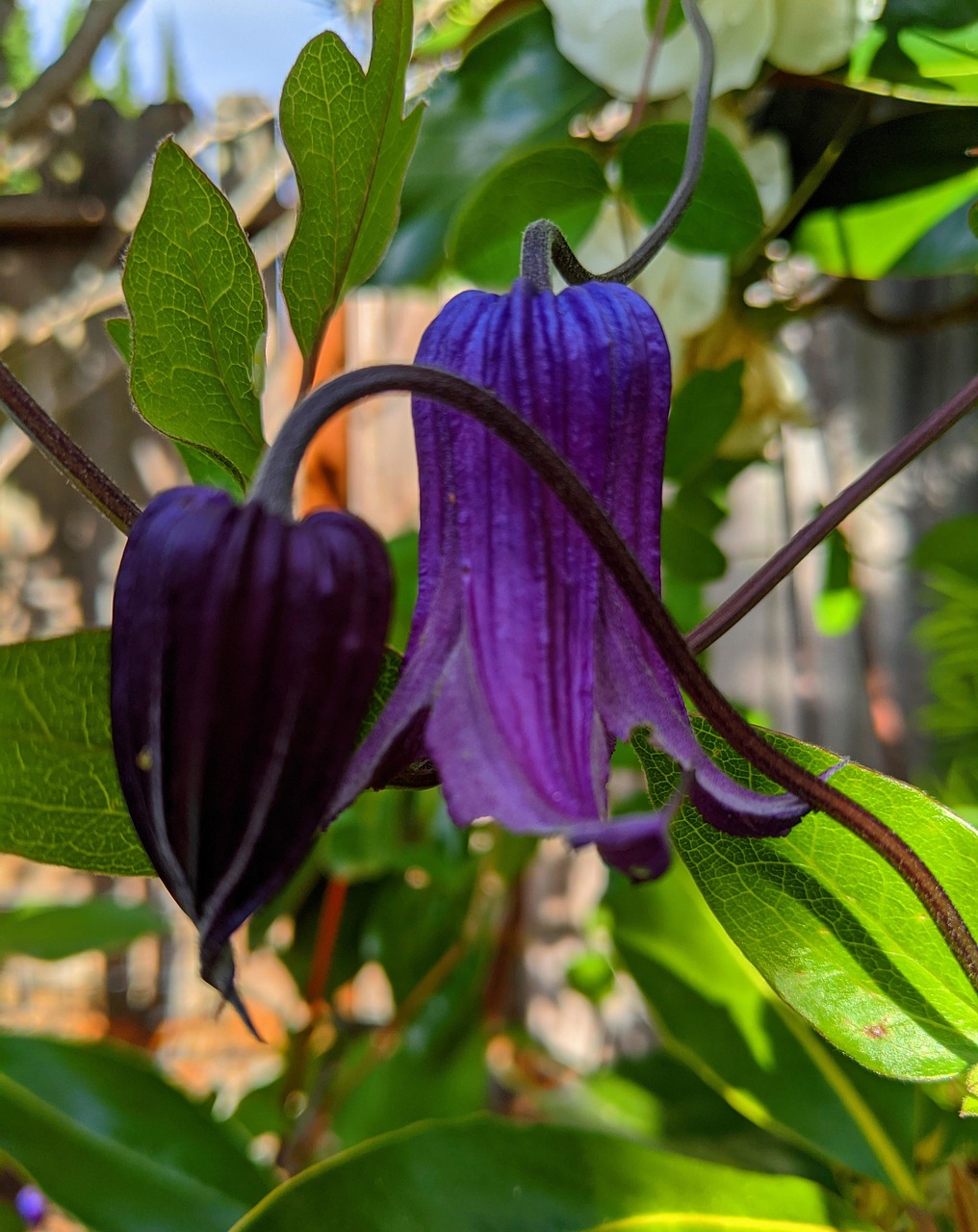 Plantas Con Flores Moradas De Florida