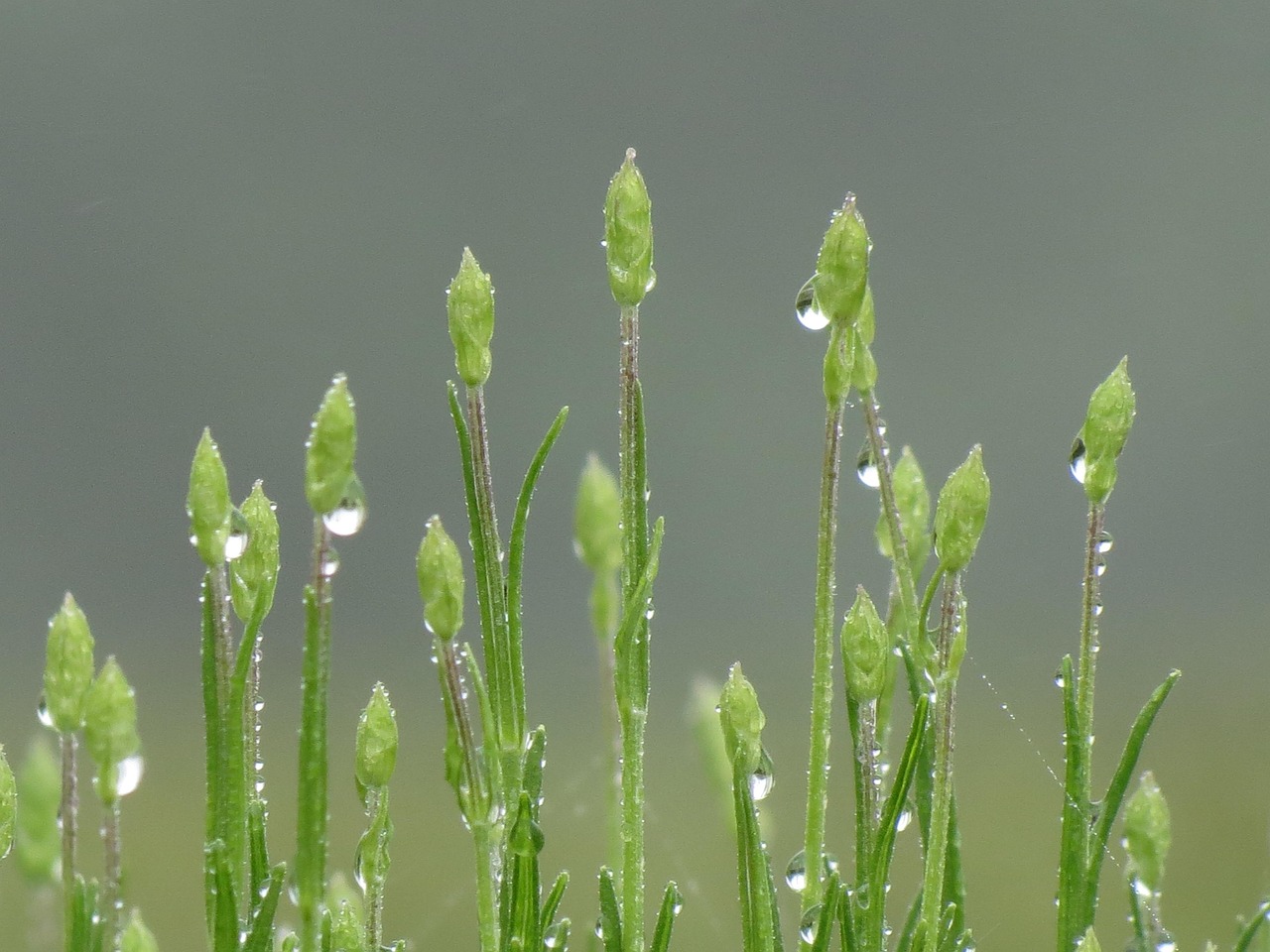 10,000 + 무료 Lavender Rain & 라벤더 이미지 - Pixabay